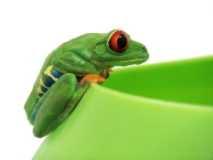 Die Fabel vom Frosch